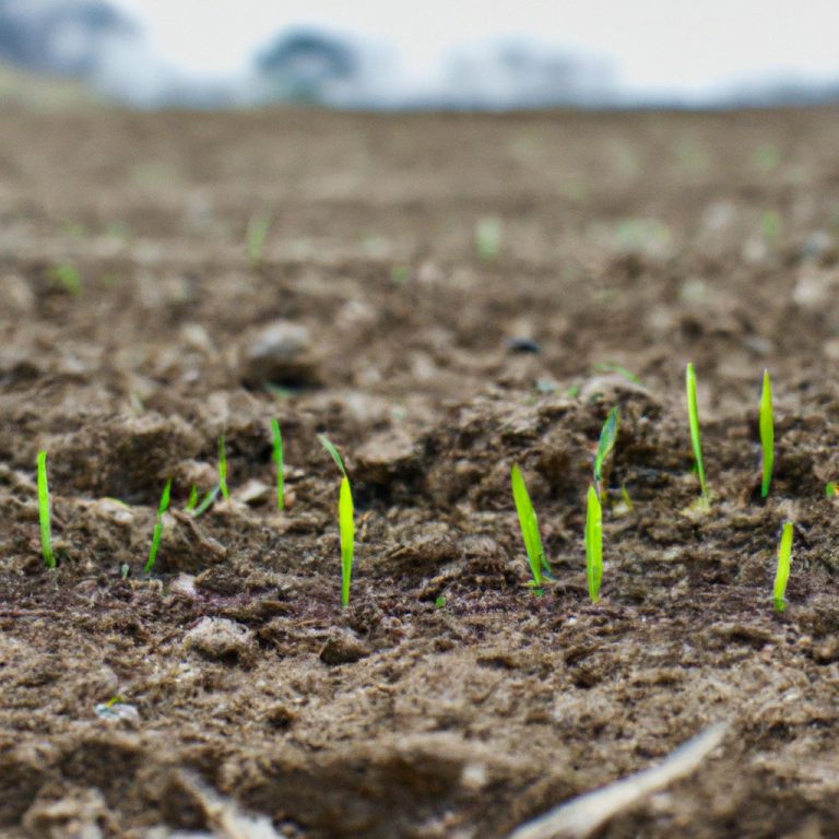 Regenerative Farming: How It Increases Food Yield