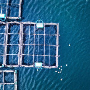 Regenerative Ocean Farming: Unveiling the Future of Sustainable Seafood ...