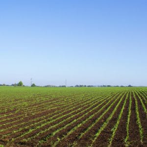 Agriculture in a Sentence: Examples and Usage Tips