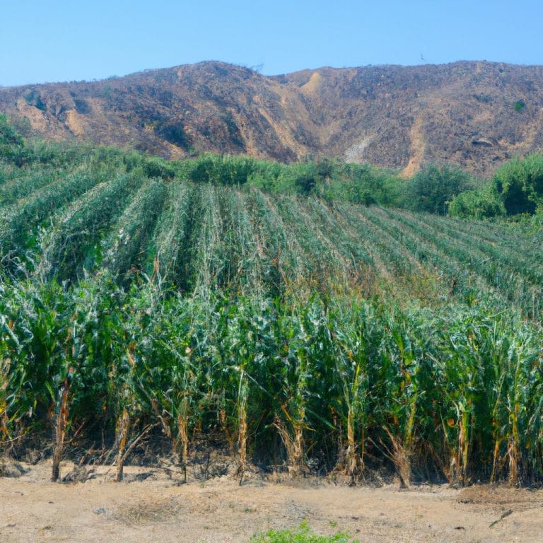 California Agriculture: Insights and Impact on the Economy