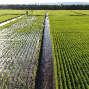 Commercial Agriculture Definition AP Human Geography: Understanding Its ...