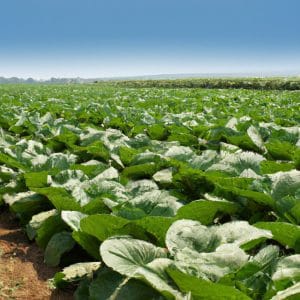 Controlled Environment Agriculture: Benefits and Emerging Trends