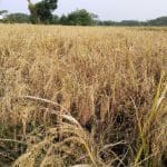 Importance of Agriculture: Understanding Its Role in Sustainable ...