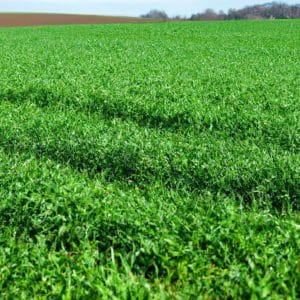 Intensive Farming: Advantages, Disadvantages, and Impact on Environment