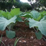 Mayan Agriculture: Techniques and Impact on Civilization