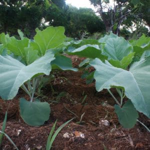 Mayan Agriculture: Techniques and Impact on Civilization