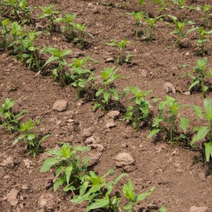 No Till Agriculture: Benefits, Techniques, and Impact on Farming