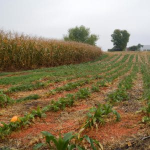 Purdue Agriculture: Innovations and Impact on Modern Farming
