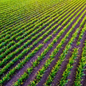 Sound Agriculture: Benefits and Practices for Sustainable Farming