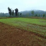 Subsistence Agriculture AP Human Geography: Understanding Its Role and ...