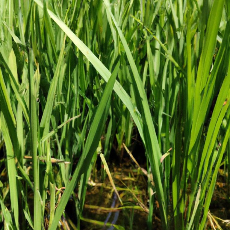 What is Agriculture: Understanding the Basics and Importance