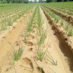 Ancient Egyptian Agriculture: Secrets of the Pharaohs' Farming