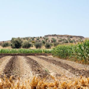 Greek Agriculture: Ancient Techniques for Modern Sustainability