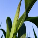 Monocropping: Pros, Cons, and Alternatives