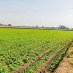 Egypt's Farming: Unveiling Ancient Techniques and Modern Innovations